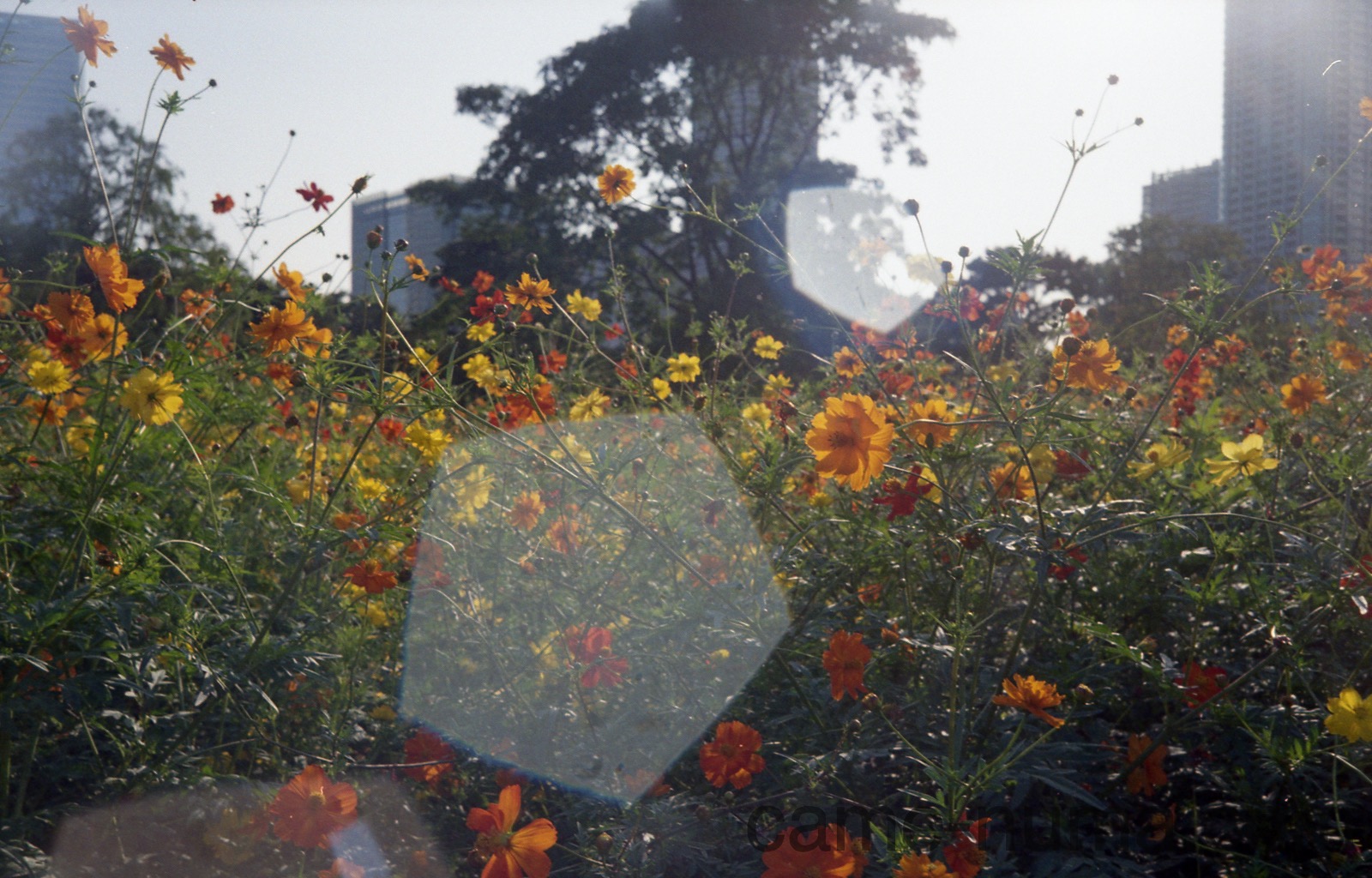 オールド広角レンズの定番「Jupiter-12」 | カメヌマ